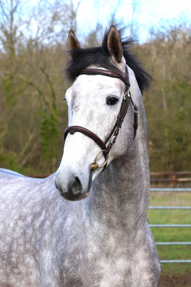 JUMP THE SHARK - Horse Agency