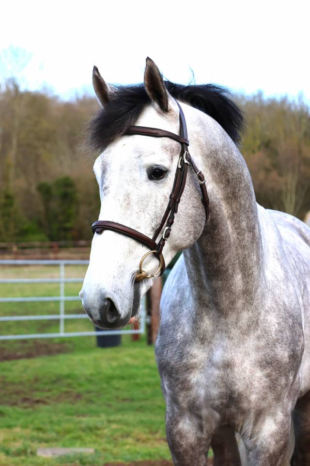 JUMP THE SHARK - Horse Agency